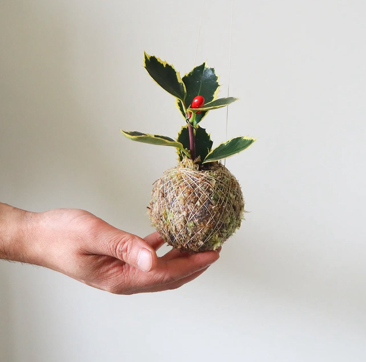 Ilex | Mini azevinho de Natal – FIOS Jardins Suspensos